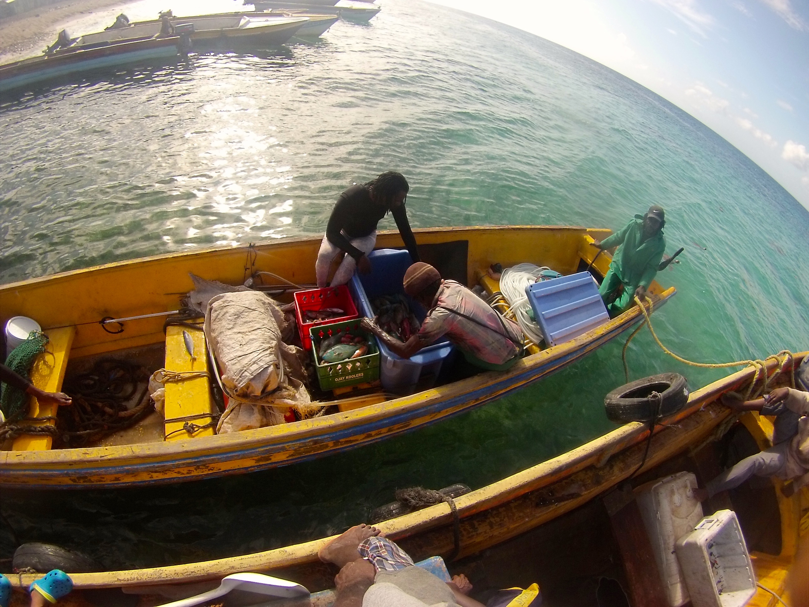 Smithsonian Insider – Fishers Pedro Bank Jamaica | Smithsonian Insider