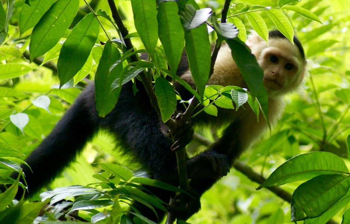 Smithsonian Insider – First North American Monkey Fossils Found in ...