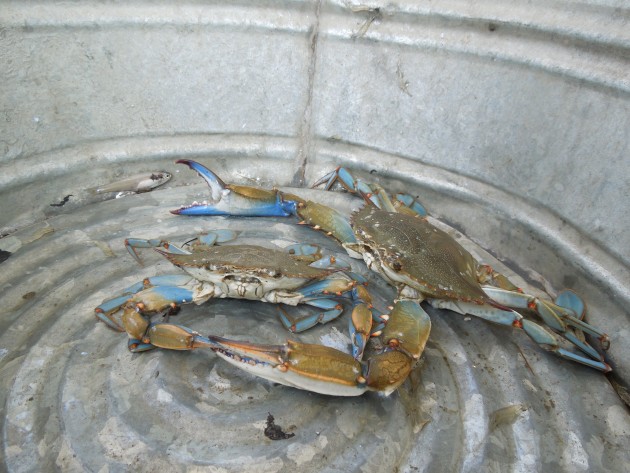 Smithsonian Expert Urges Caution, Patience on Blue Crab Recovery ... Smithsonian Expert Urges Caution, Patience on Blue Crab Recovery ...