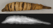 Smithsonian Insider – Sacred shrew mummies reveal species distribution ...