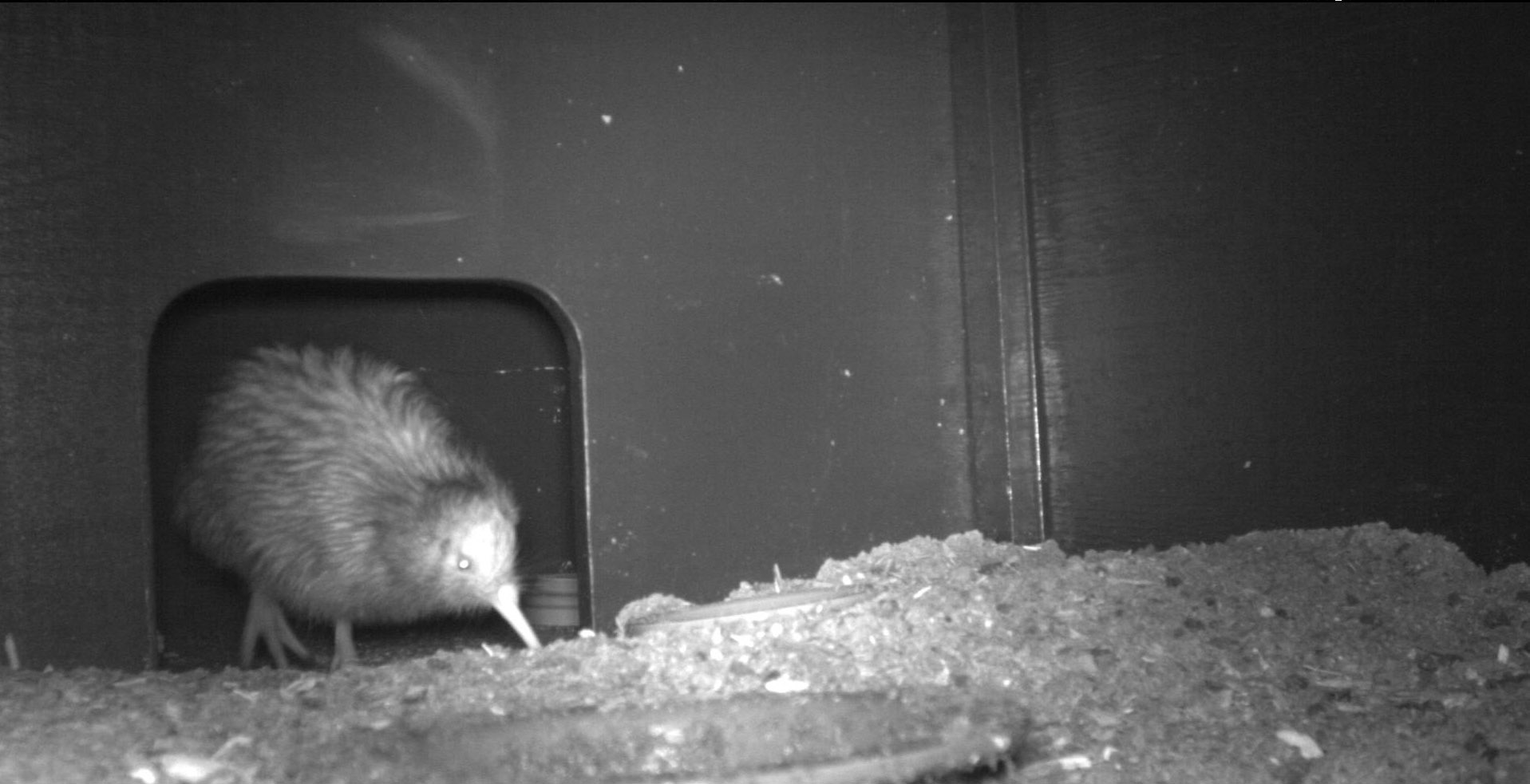 Smithsonian Insider – Endangered Kiwi Chick Hatches | Smithsonian Insider