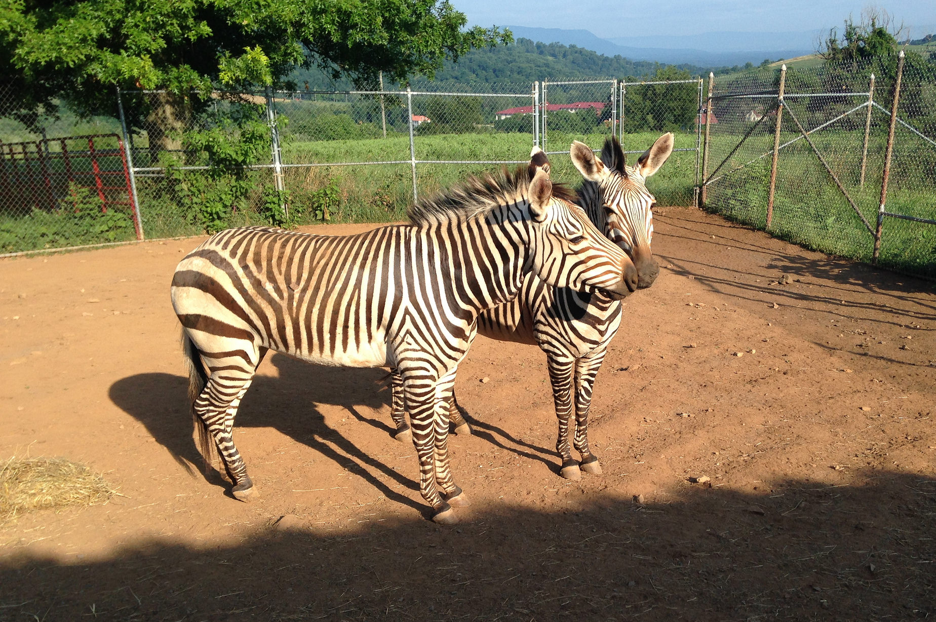 Smithsonian Insider – Rare Zebras graze at Smithsonian | Smithsonian ...