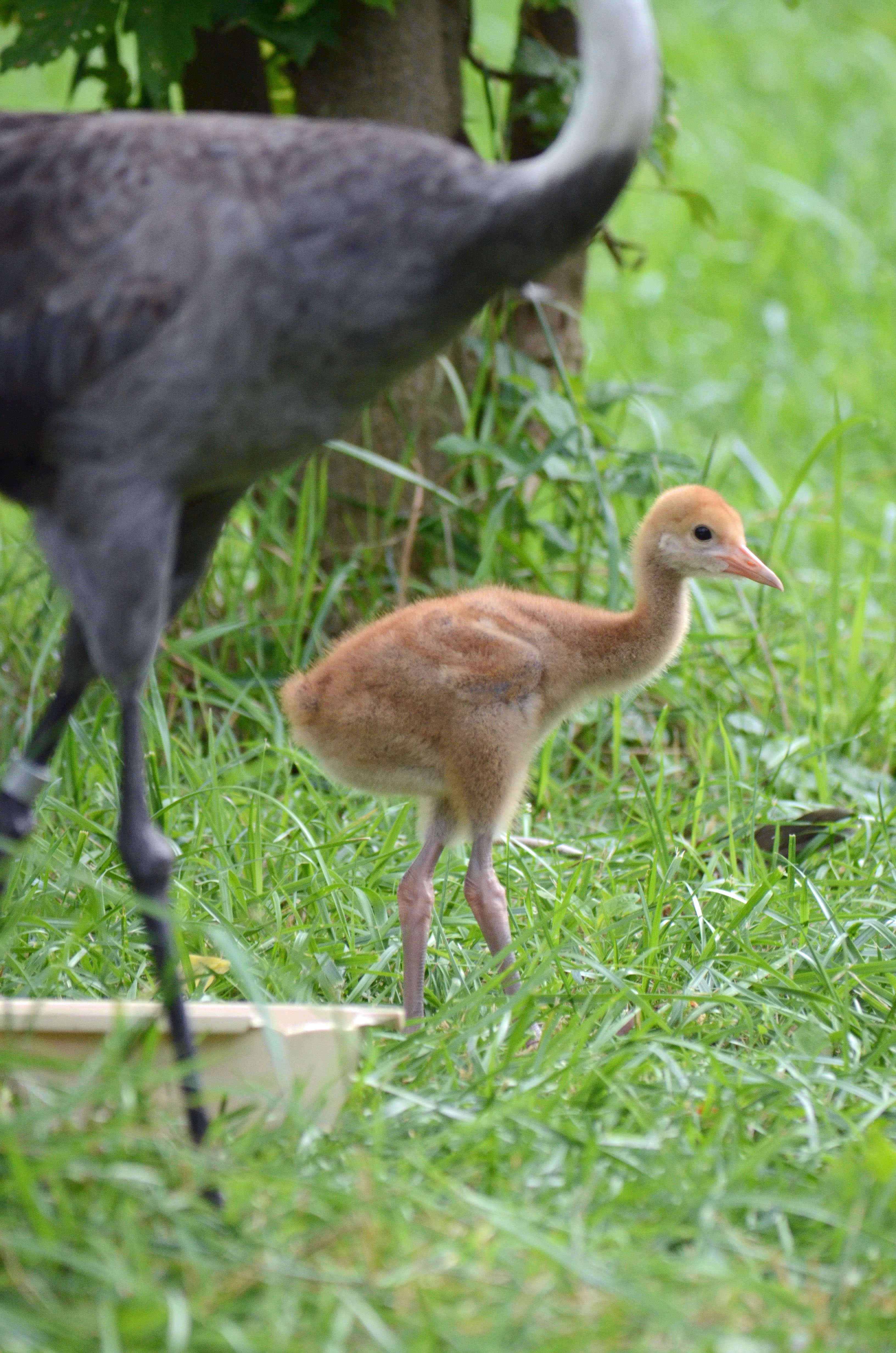 Smithsonian Insider – Hooded crane chick 2 | Smithsonian Insider