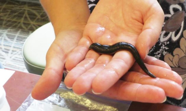 Smithsonian Insider – leech | Smithsonian Insider