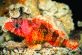 Smithsonian Insider – New bright orange-red scorpionfish discovered ...