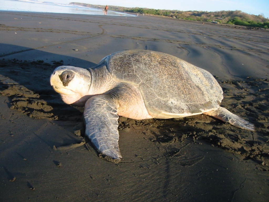 Smithsonian Insider – Olive Ridley after | Smithsonian Insider