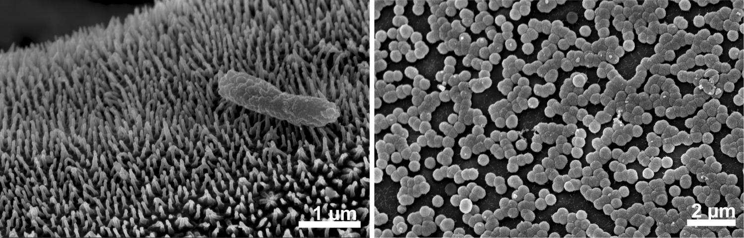 Smithsonian Insider – Tiny ocean crustaceans wear invisibility cloak of ...