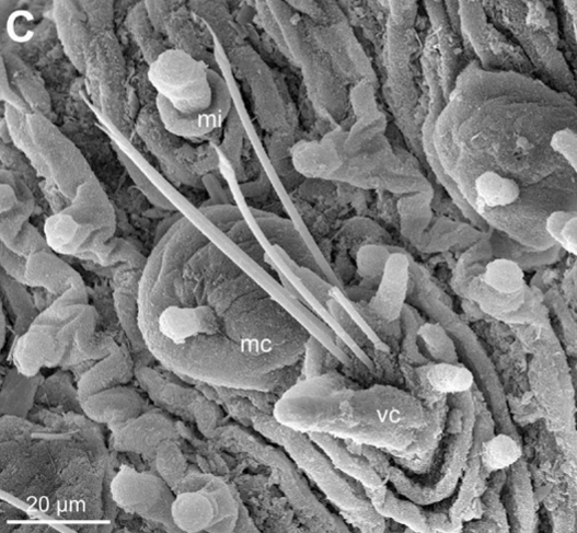 Smithsonian Insider – Sphaerodoridae (Annelida) of the deep ...