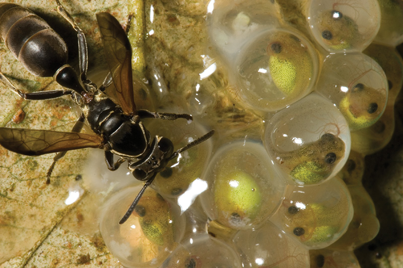 Smithsonian Insider – Mystery solved: frogs use snout glands in ... Smithsonian Insider – Mystery solved: frogs use snout glands in ...