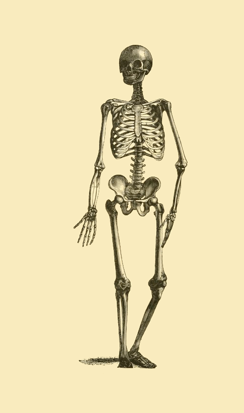 Smithsonian Insider – waving-skeleton | Smithsonian Insider
