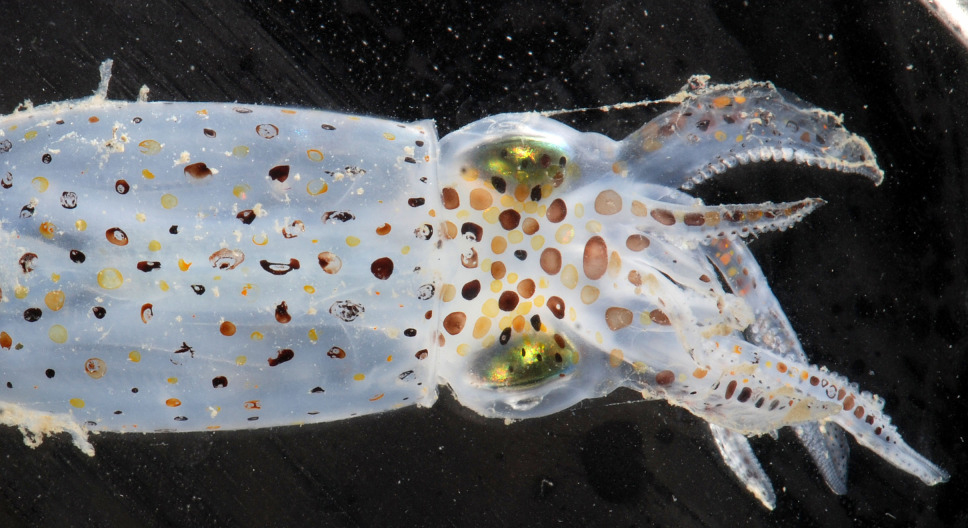 Brief squid surprise | Smithsonian Insider