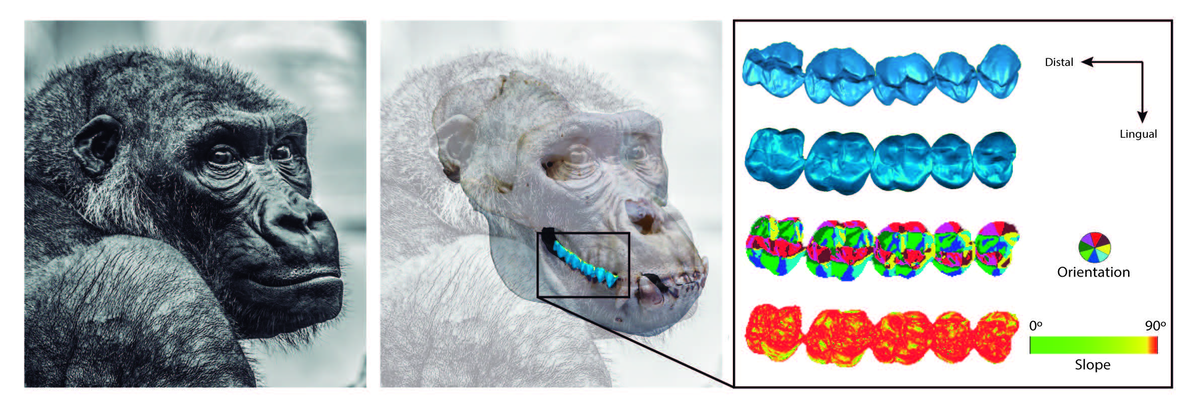 Smithsonian Insider – figure_1 | Smithsonian Insider