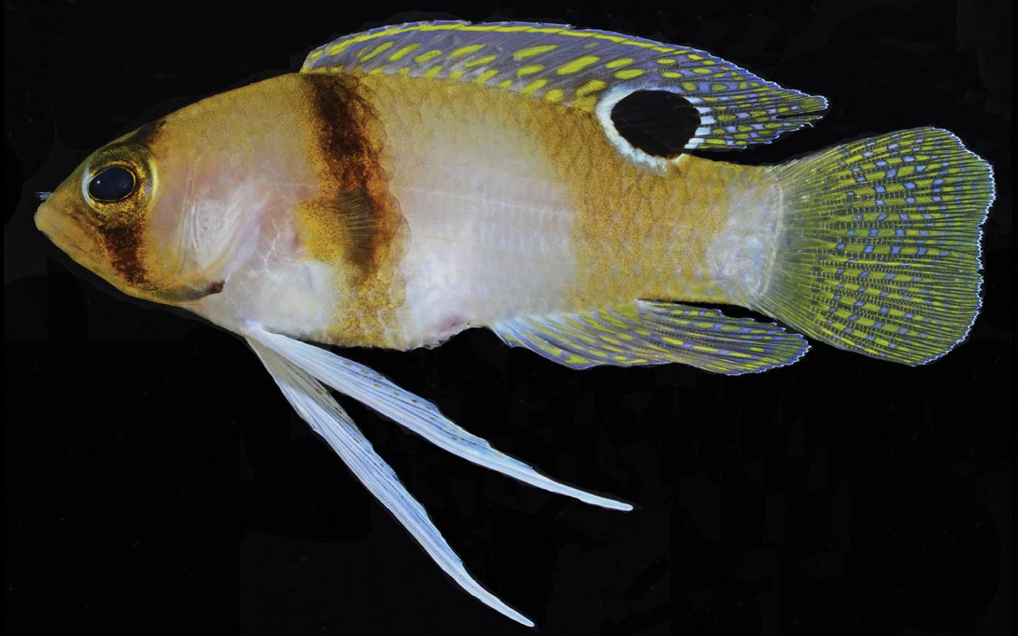 Smithsonian Insider – Fishy Caribbean ‘juveniles’ recognized as new ...