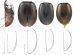 Smithsonian Insider – One cold bug: Fossil beetle discovered in ...