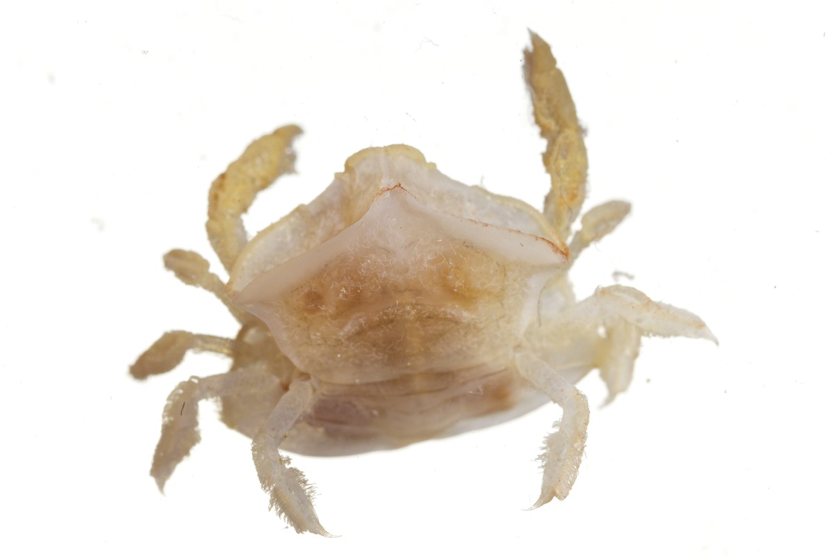 Smithsonian Insider – New parasitic crab species discovered during ...