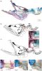 Smithsonian Insider – Odd anatomy: flexible joint between skull and ...