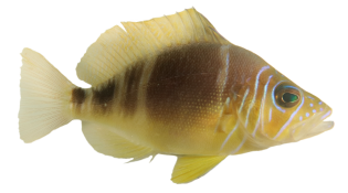 Smithsonian Insider – Simultaneous hermaphrodites: Understanding ...