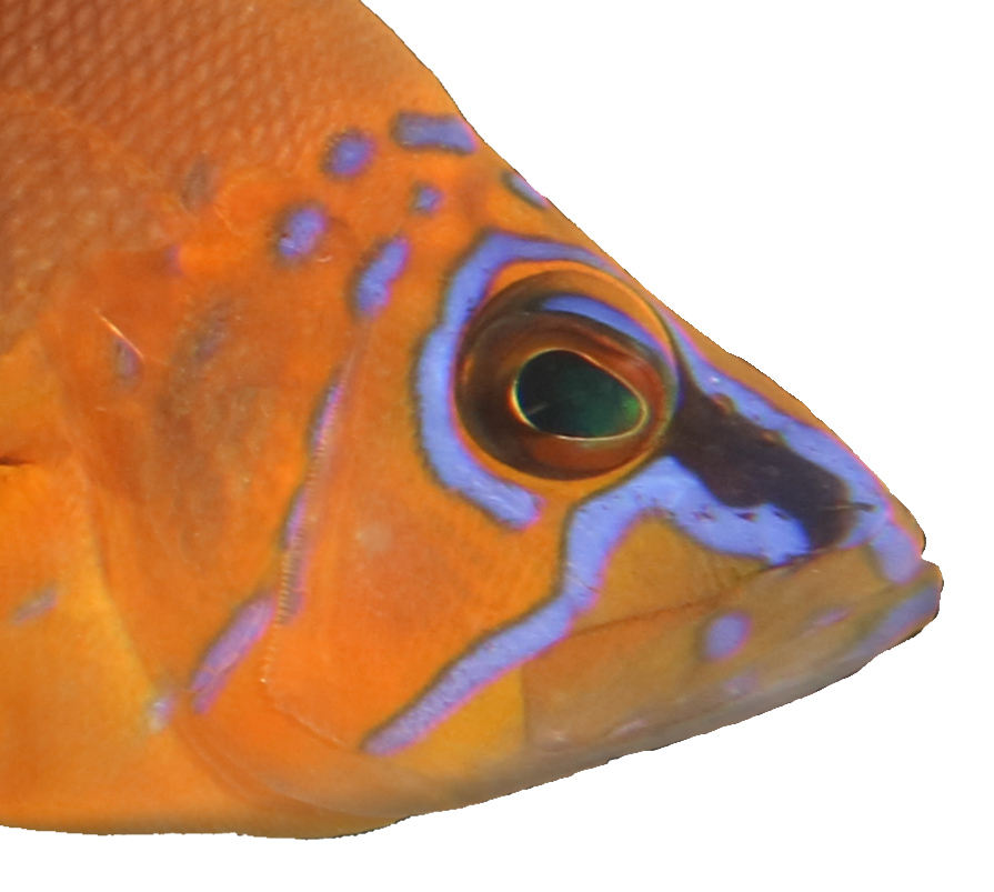 Simultaneous hermaphrodites: Understanding Speciation in fish called ...