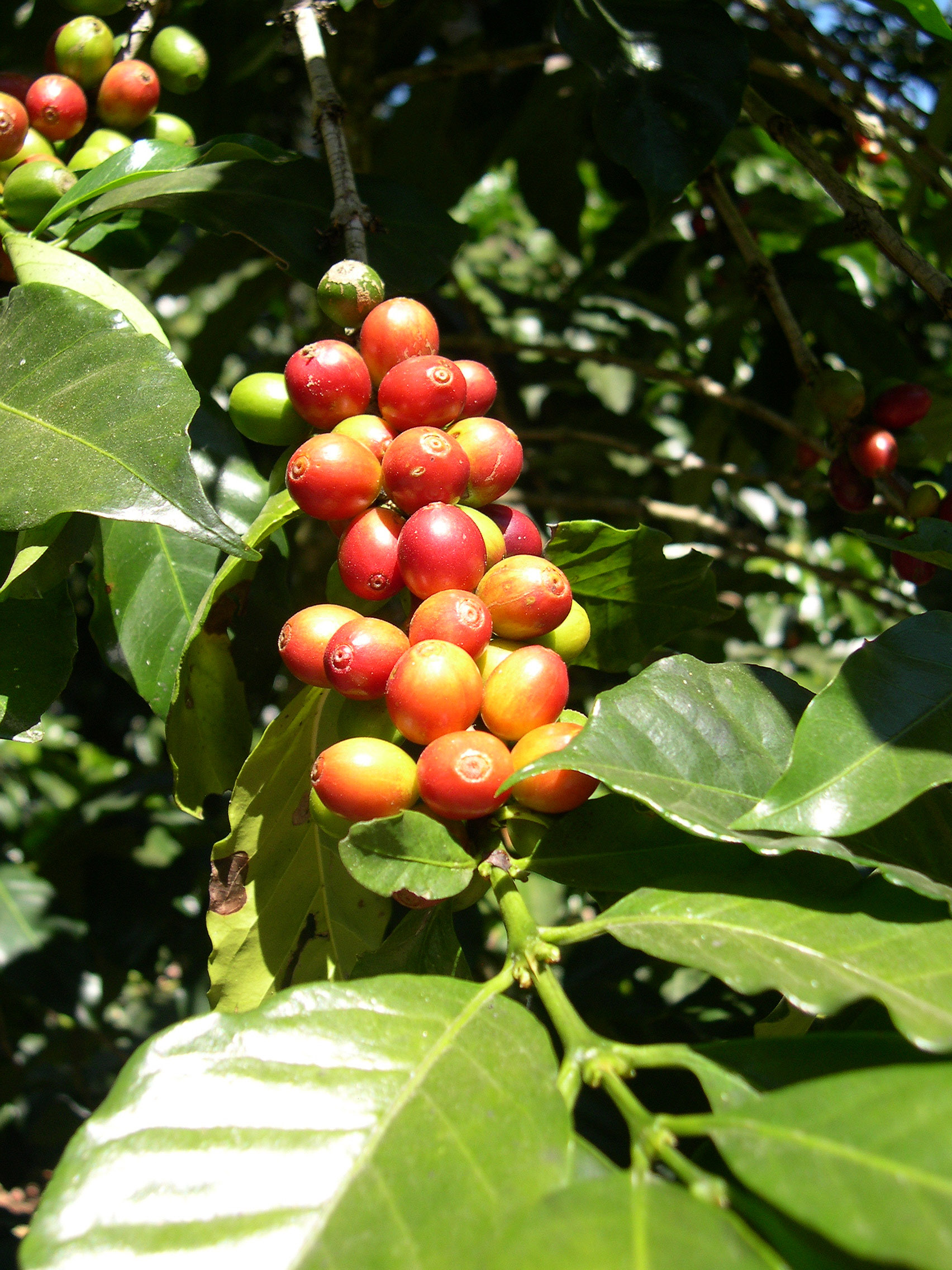 A Cup of Joe That’s Also Good for the Birds | Smithsonian Institution