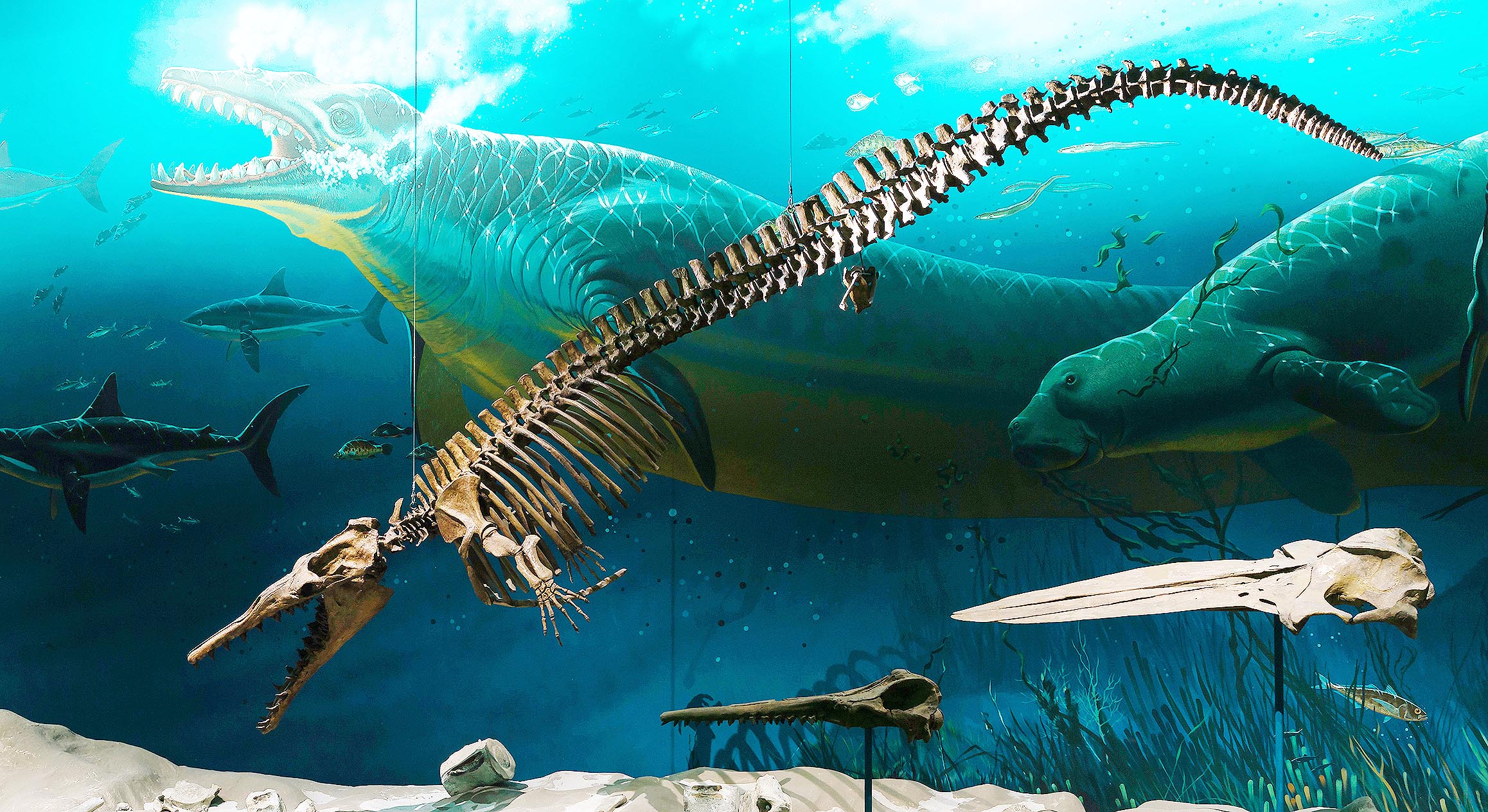 Smithsonian Insider – Life in the Ancient Seas exhibit | Smithsonian ...