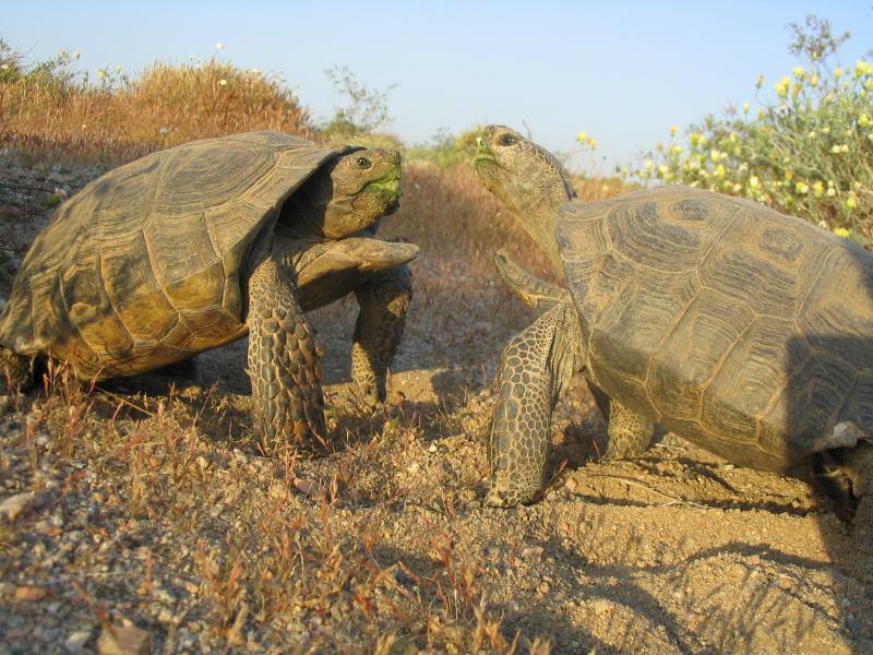 Smithsonian Insider – Smithsonian Study shows relocated desert tortoises reproduce at lower rate ...