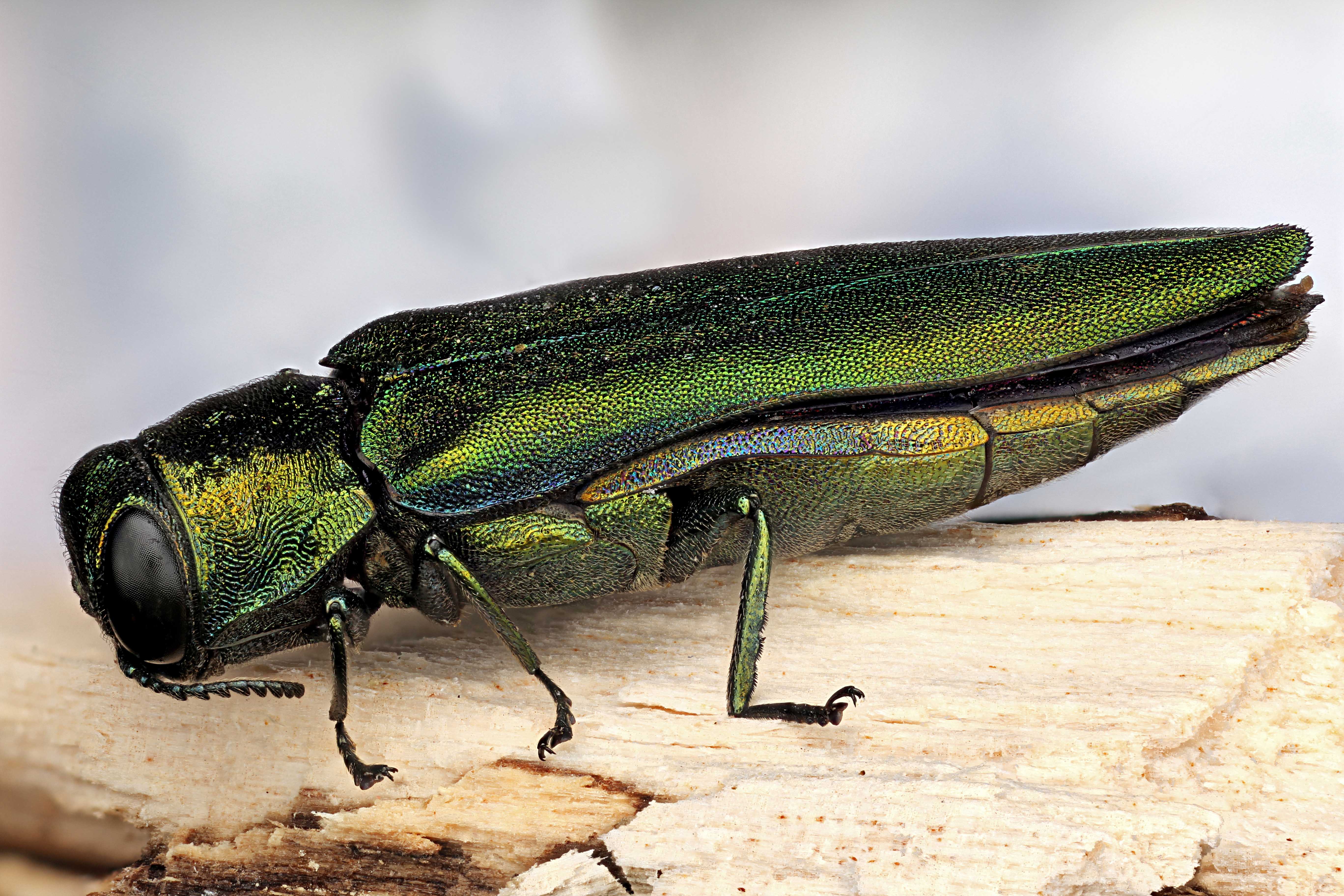 Invasive ash borer found in Smithsonian Environmental Research Center ... Invasive ash borer found in Smithsonian Environmental Research Center ...