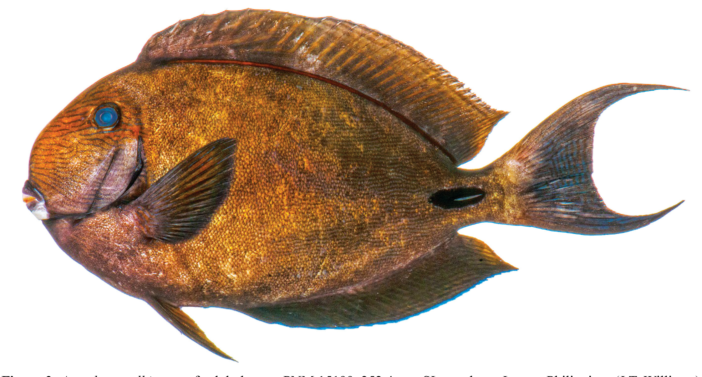 Smithsonian Insider – Acanthurus albimento, a new species of ... Smithsonian Insider – Acanthurus albimento, a new species of ...