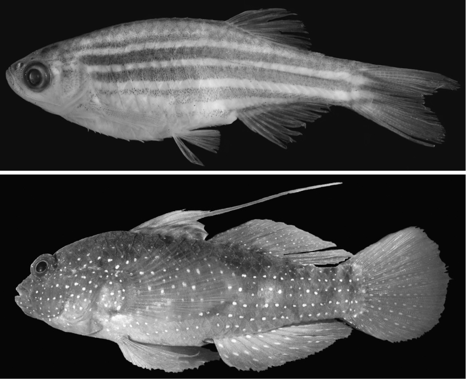 Smithsonian Insider – Gold nanotechnology and lasers used to ...