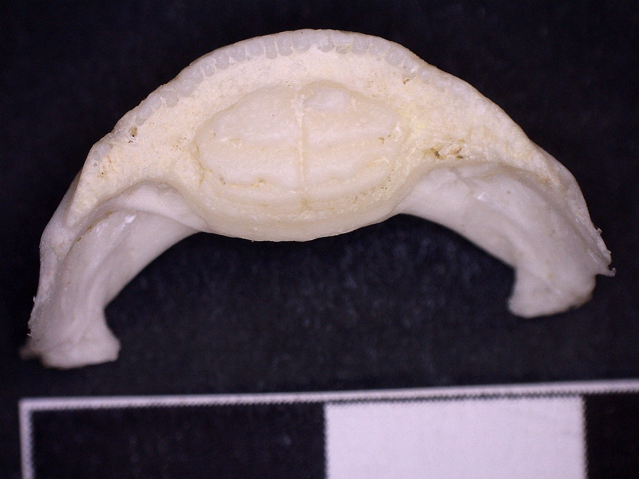 Smithsonian Insider – Indestructible jaws from ancient, extinct ...