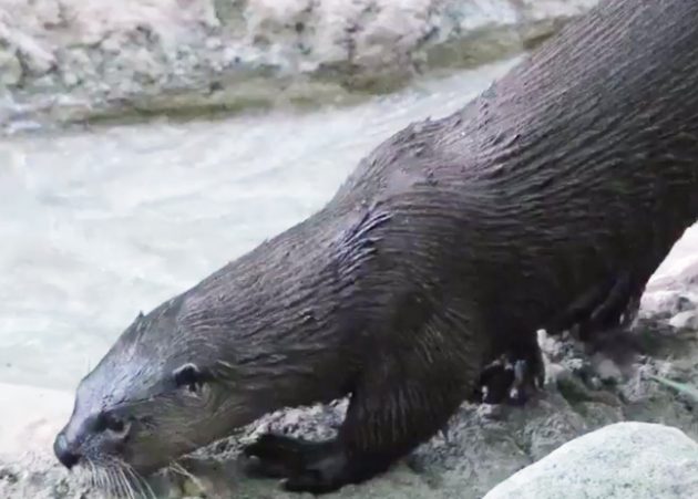 Smithsonian Insider – Ashakii | Smithsonian Insider