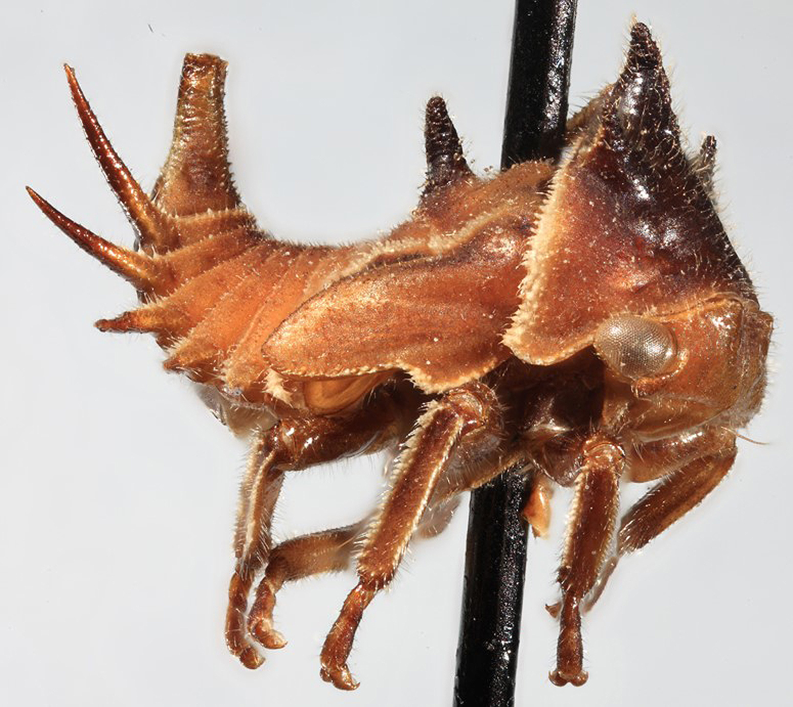 The beautiful and bizarre treehopper | Smithsonian Insider