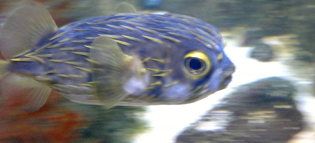 Indestructible jaws from ancient, extinct porcupine fish reveal new ...