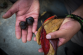 Smithsonian Insider – Remarkable new tree species was “hidden in plain ...