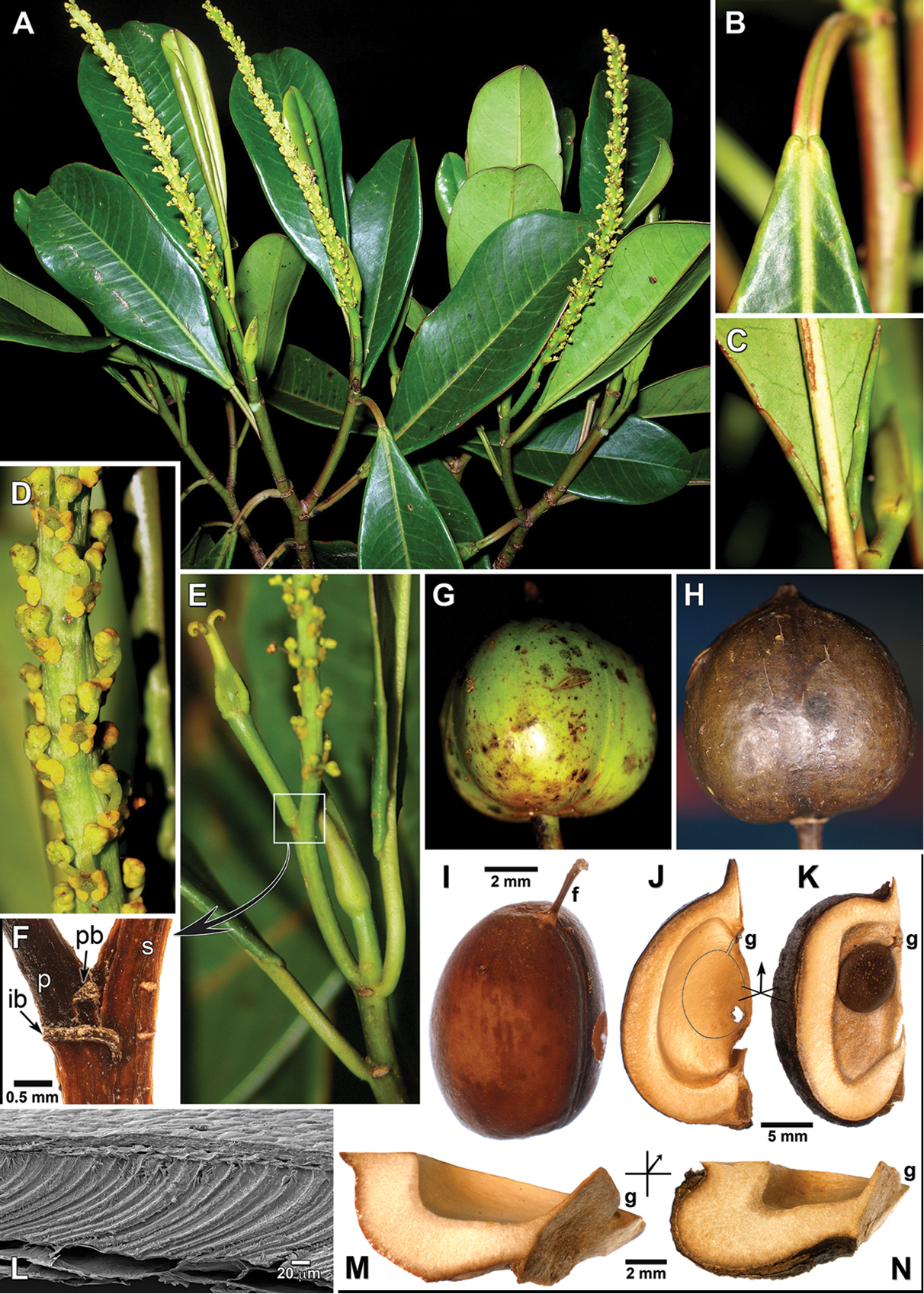 Smithsonian Insider – Remarkable new tree species was “hidden in plain ...