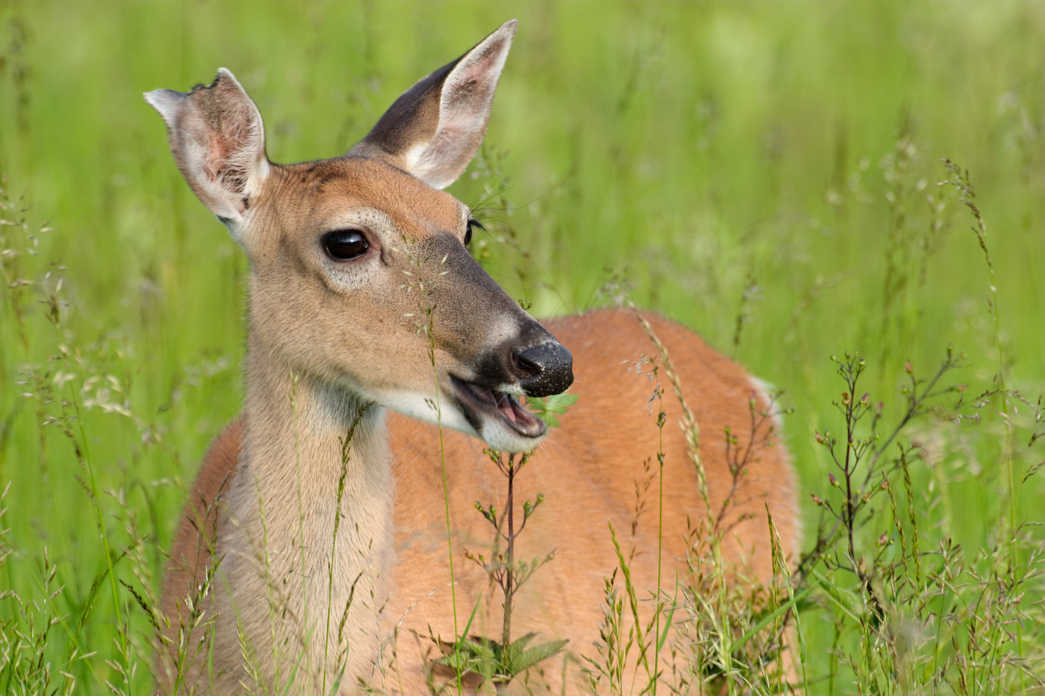Smithsonian Insider – Too many hungry deer are lowering diversity of ...