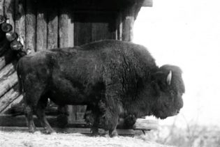 Smithsonian Insider – buffalo | Smithsonian Insider