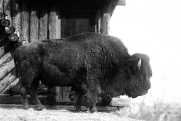 Smithsonian Insider – buffalo | Smithsonian Insider