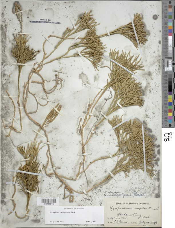 Smithsonian Insider – Using digitized Botany specimens, AI excels in ...