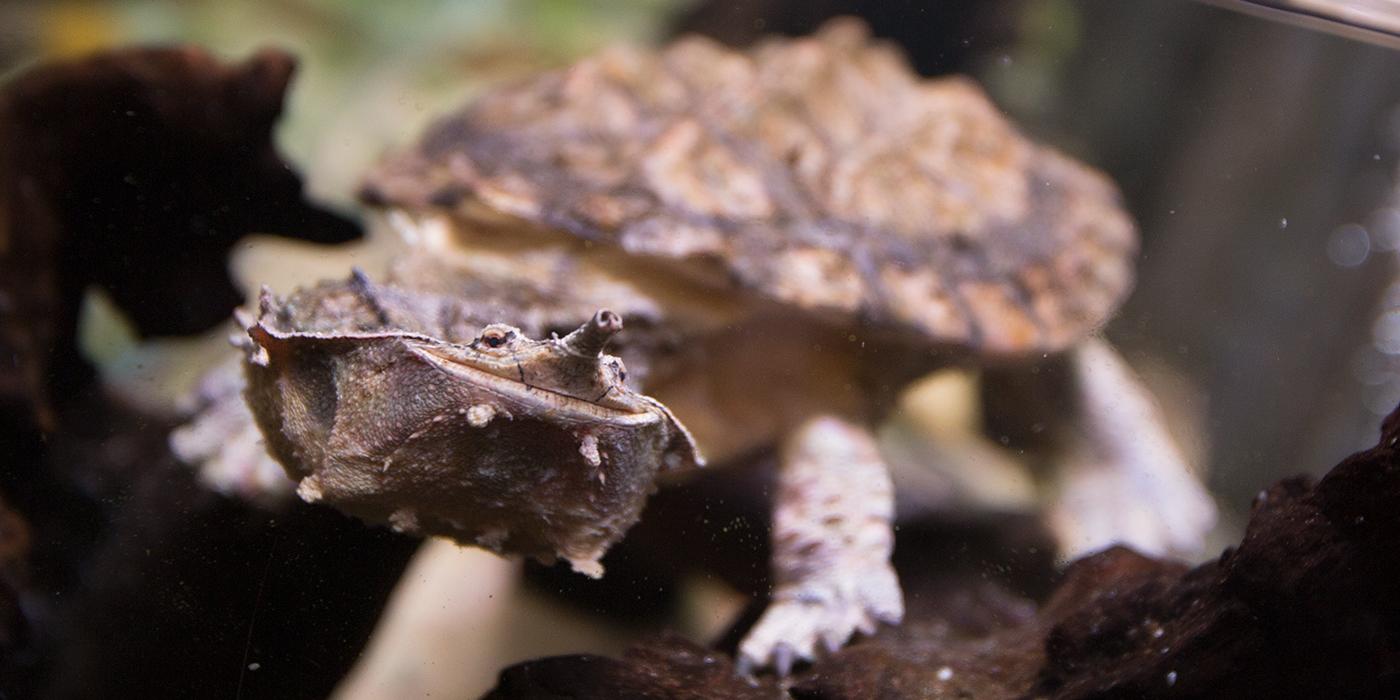 Smithsonian Insider – matamata-03 | Smithsonian Insider