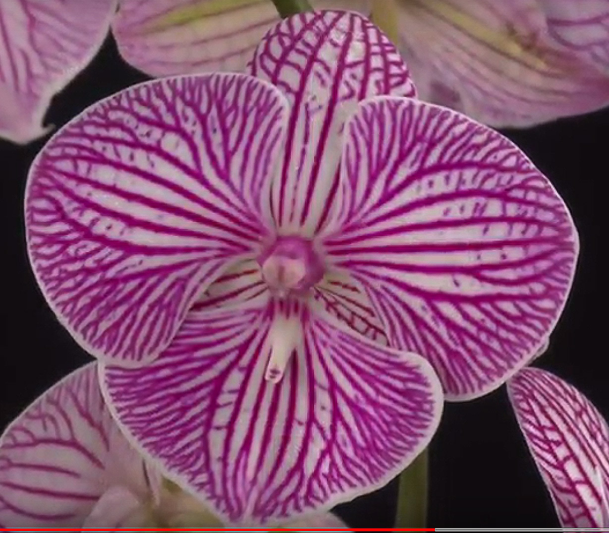 Smithsonian Insider – orchid | Smithsonian Insider Smithsonian Insider – orchid | Smithsonian Insider